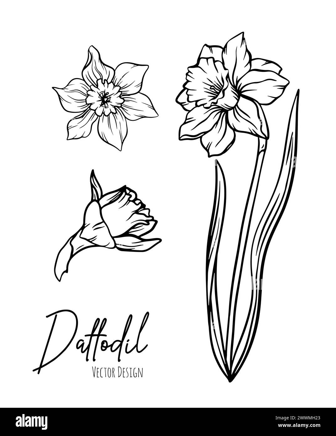 Botanical line art illustration of daffodil or narcissus flowers Stock ...