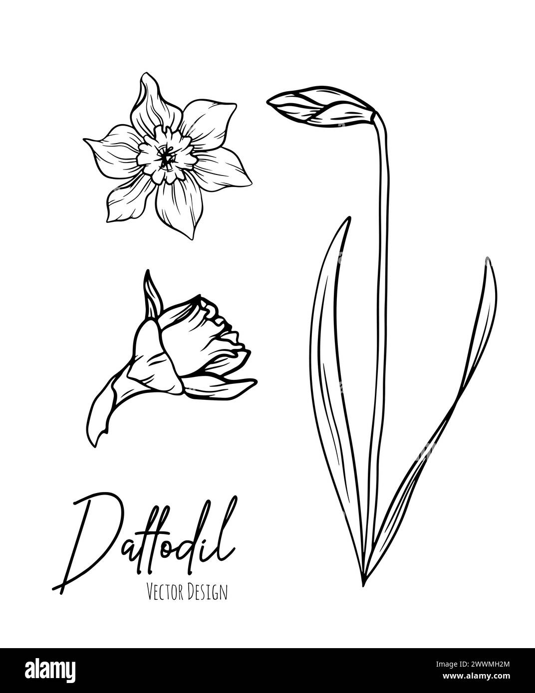 Botanical line art illustration of daffodil or narcissus flowers Stock ...