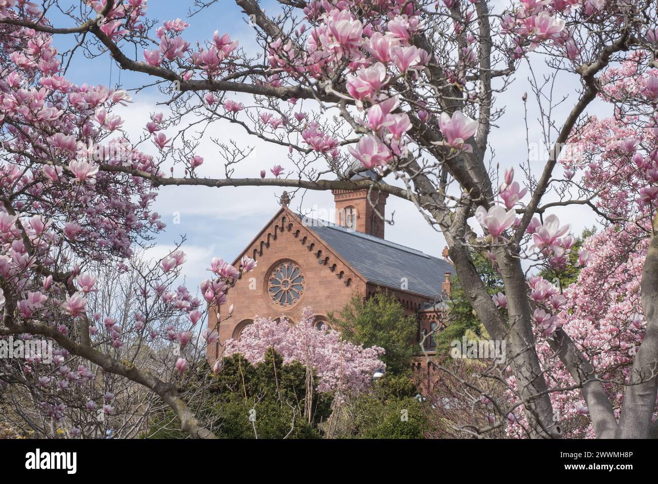 Tulip (saucer) magnolias near the Smithsonian Castle in Washingt Stock ...