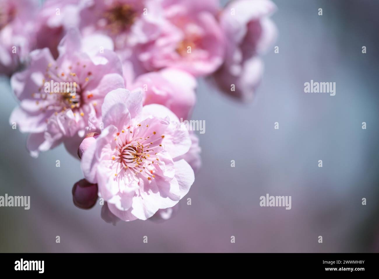 Osaceae hi-res stock photography and images - Alamy
