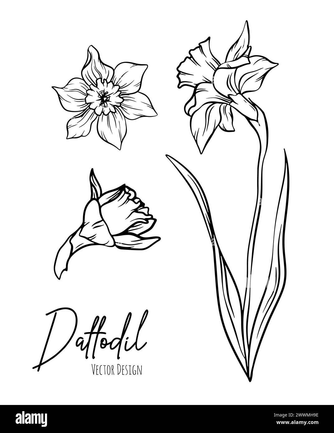 Daffodil illustration hi-res stock photography and images - Alamy