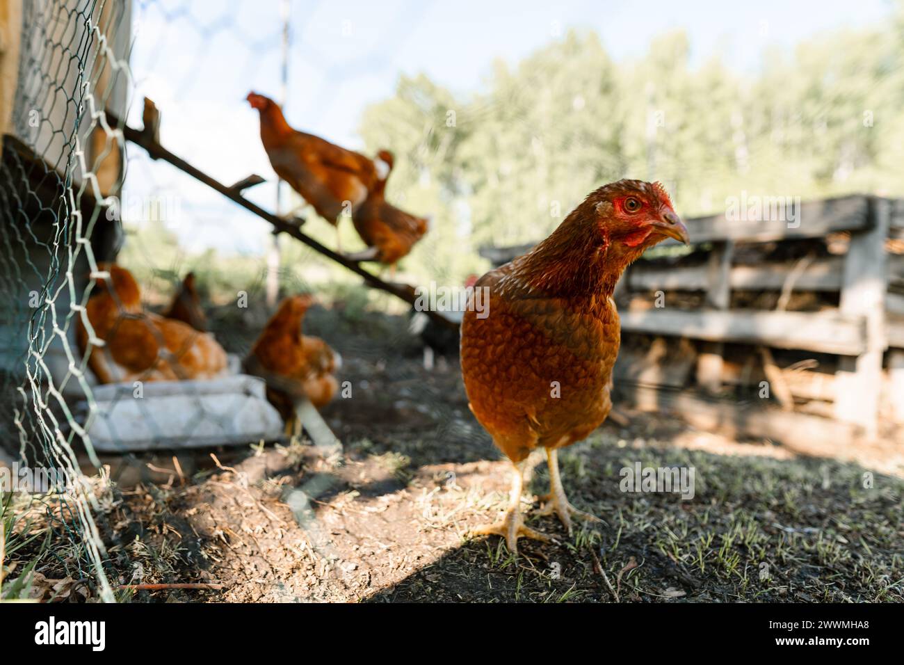 Red hen close-up stands out at a sustainable free-range farm Stock ...