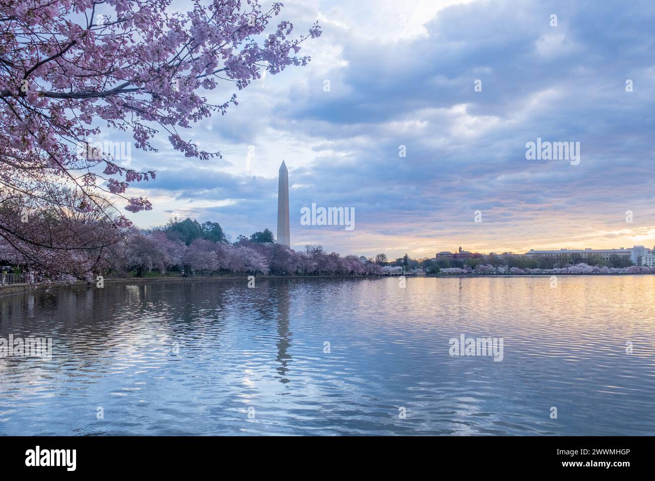 Washington Monument framed by cherry blossoms in peak bloom in W Stock ...