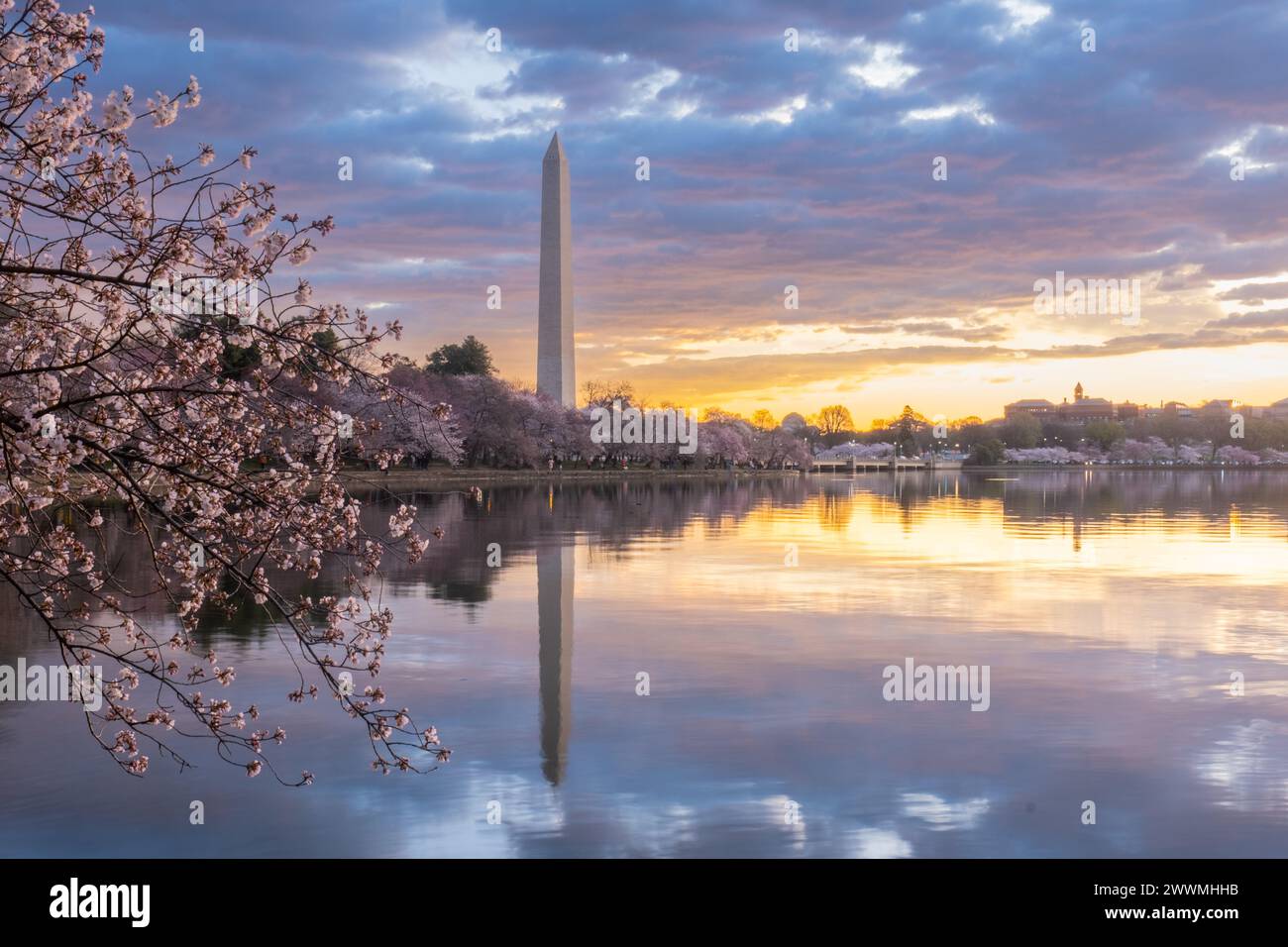 George washington cherry tree hi-res stock photography and images - Alamy
