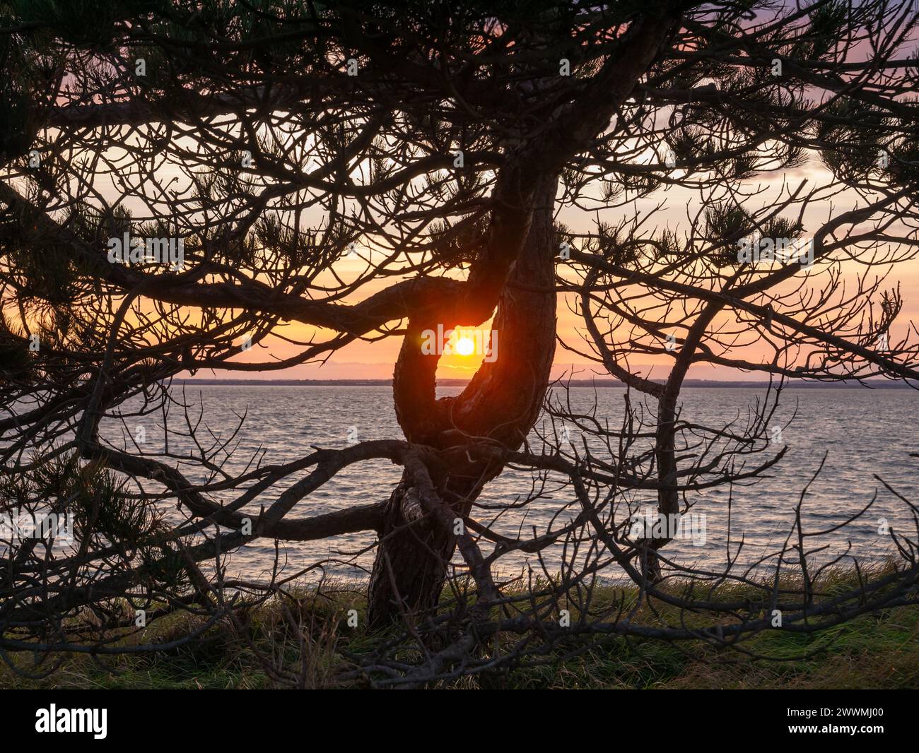 Sunset seen through trunks of coniferous tree by Kattegat coast on Tunø ...