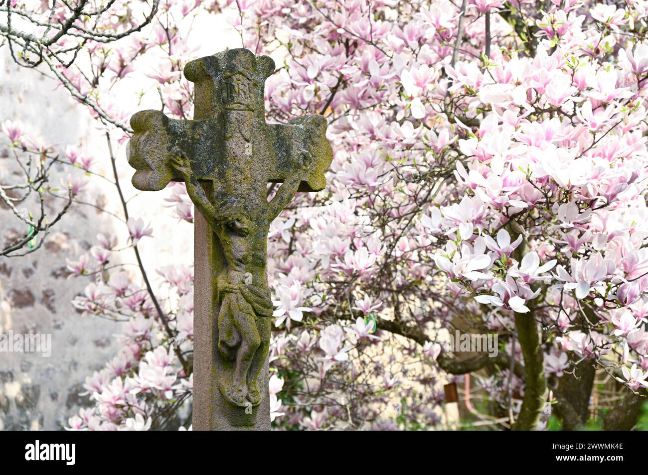 Kruzifix vor Magnolien Themenfoto vom 22.03.2024. Das Kruzifix ist die ...