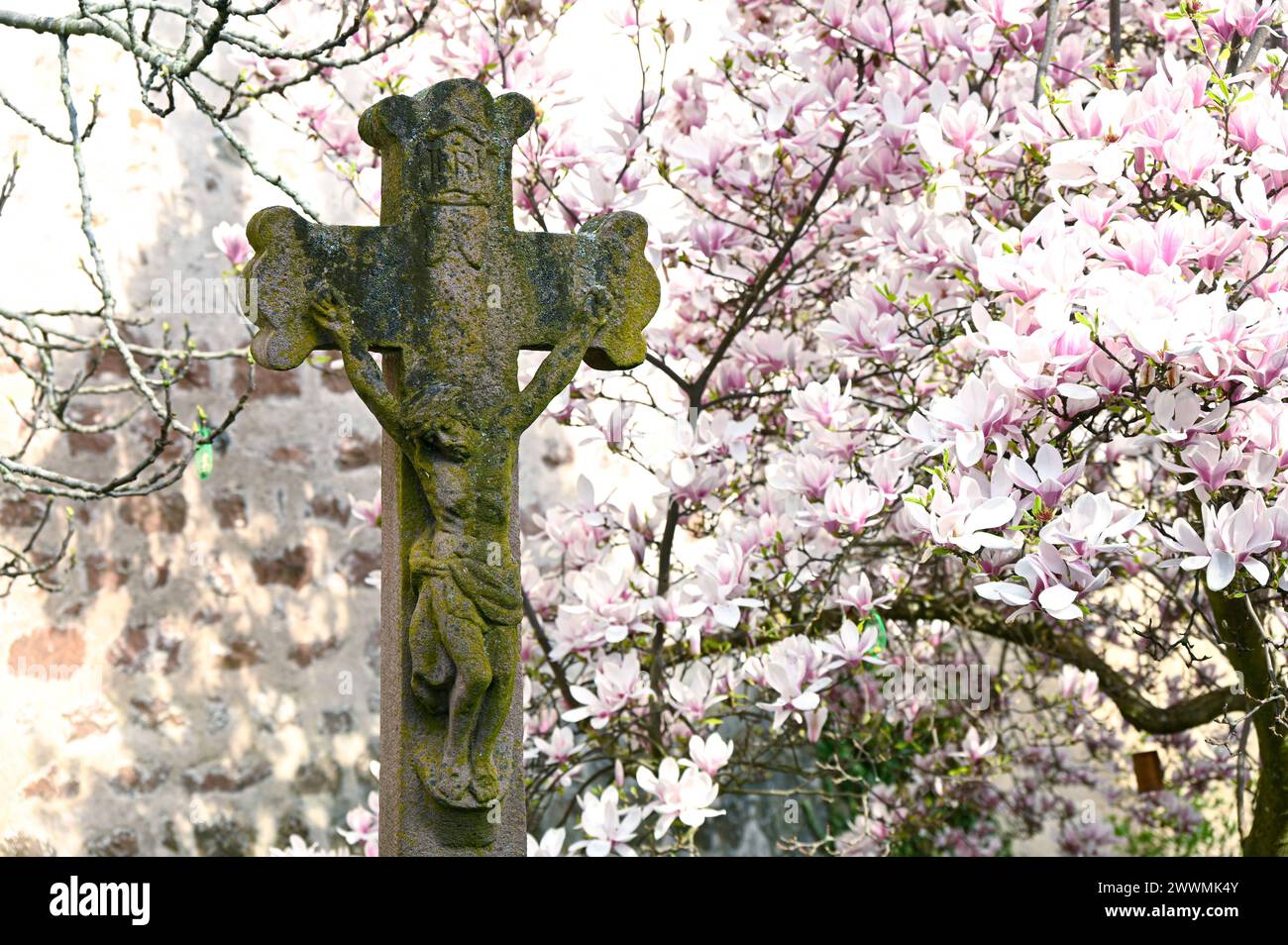Kruzifix vor Magnolien Themenfoto vom 22.03.2024. Das Kruzifix ist die ...
