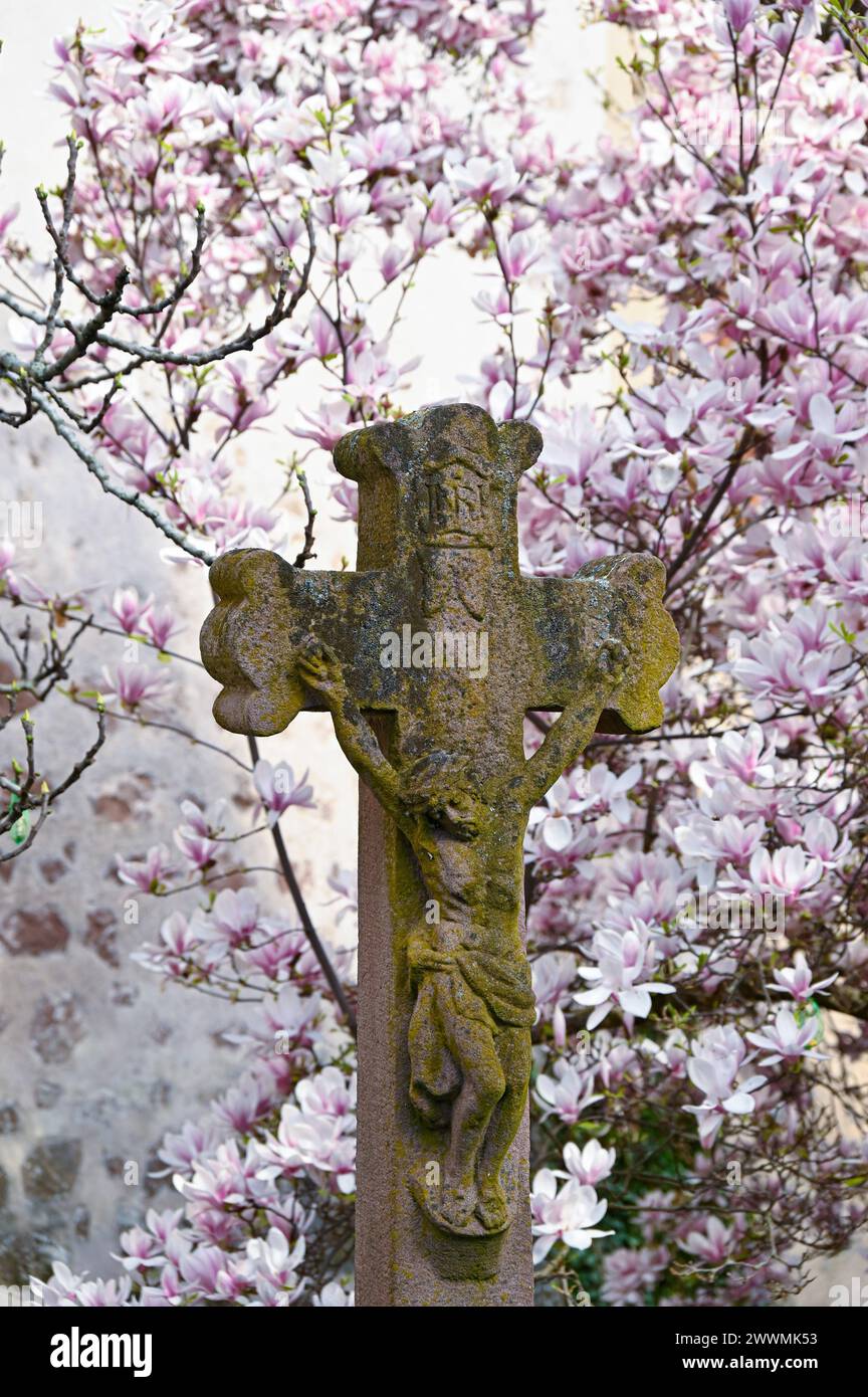 Kruzifix vor Magnolien Themenfoto vom 22.03.2024. Das Kruzifix ist die ...