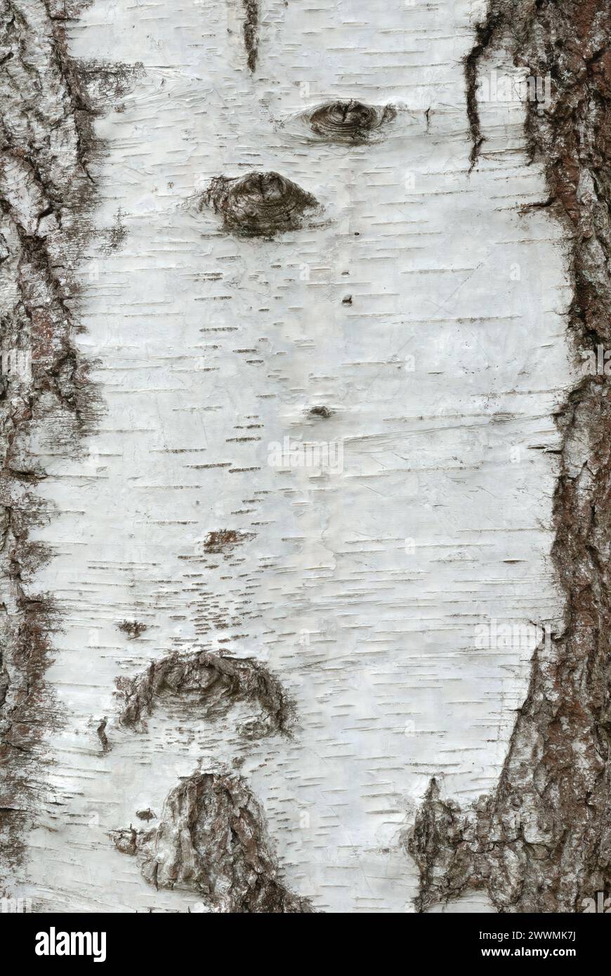 Cracked white birch bark, Betula pendula, silver birch textur, natural ...