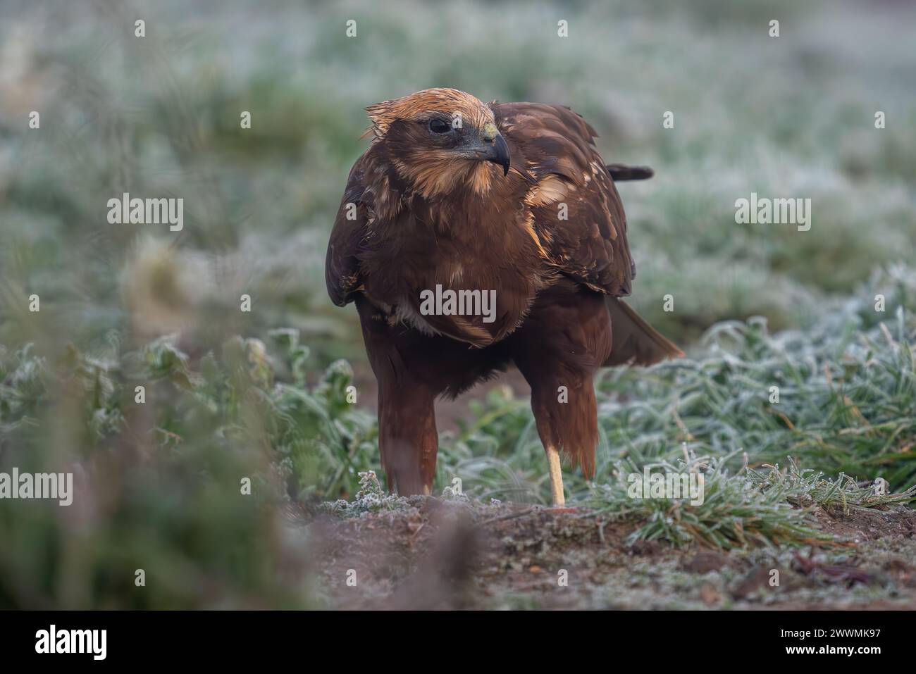 Beautiful portrait of a marsh harrier looking for food on a day of ...