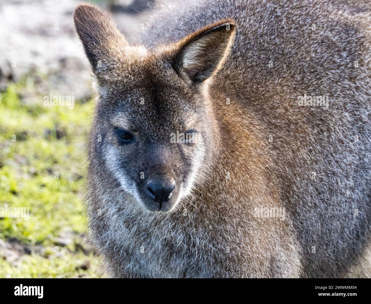 Head Portrait of a Wallaby Single wallaby kangaroo close up in front of ...