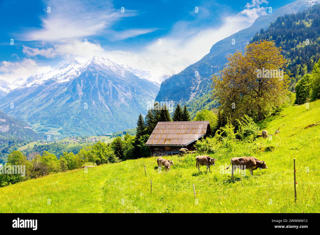 Swiss Alps landscape and grazing cows in the foothills around ...