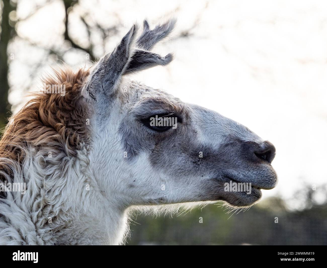 Profile llama animal head hi-res stock photography and images - Alamy