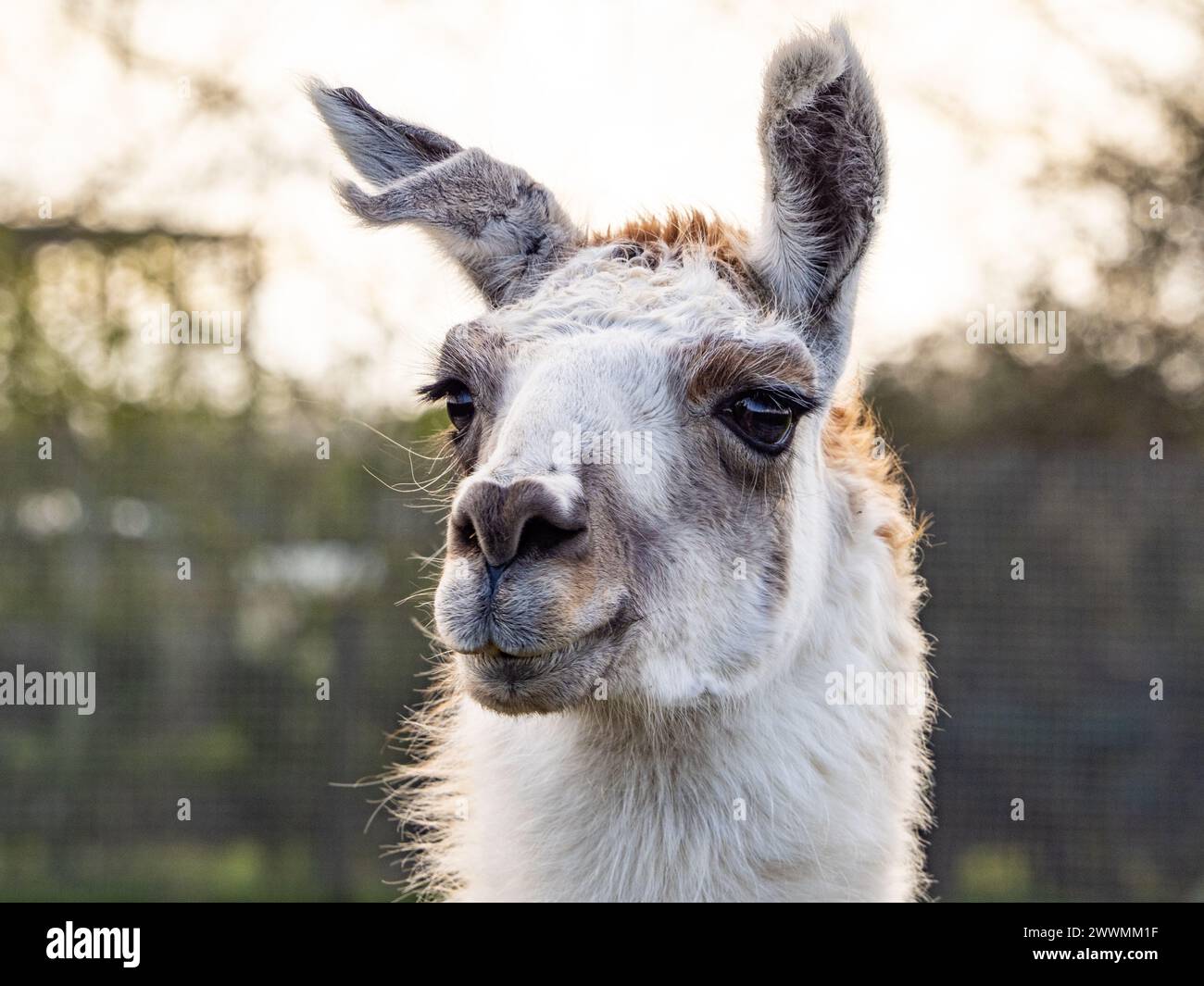 Profile llama animal head hi-res stock photography and images - Alamy