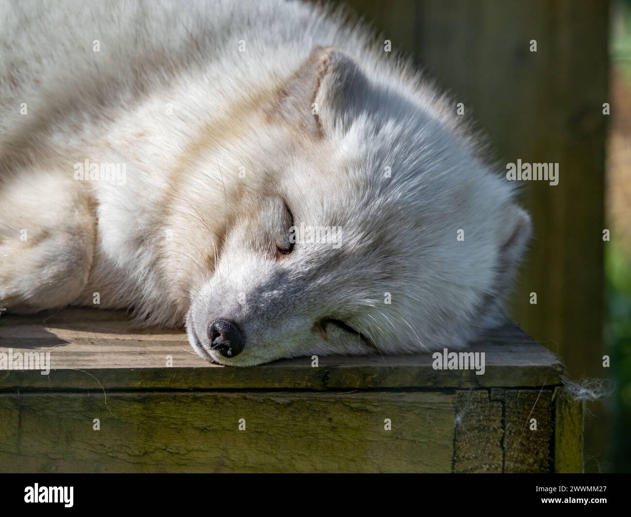 Cute white fox muzzle close-up, in the winter fur. Sleeping Arctic Fox ...
