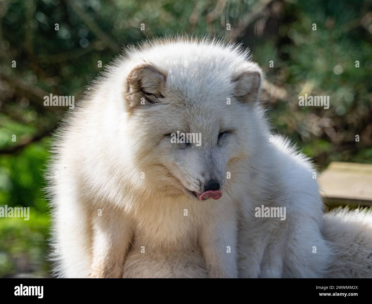 Cute white fox muzzle close-up, in the winter fur. Sleeping Arctic Fox ...