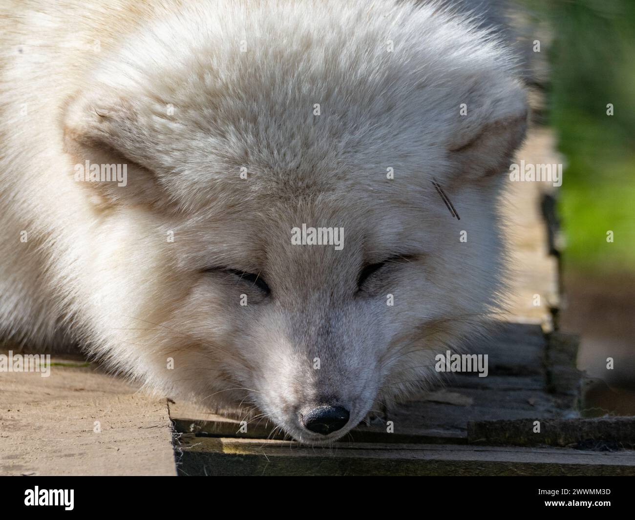Cute white fox muzzle close-up, in the winter fur. Sleeping Arctic Fox ...