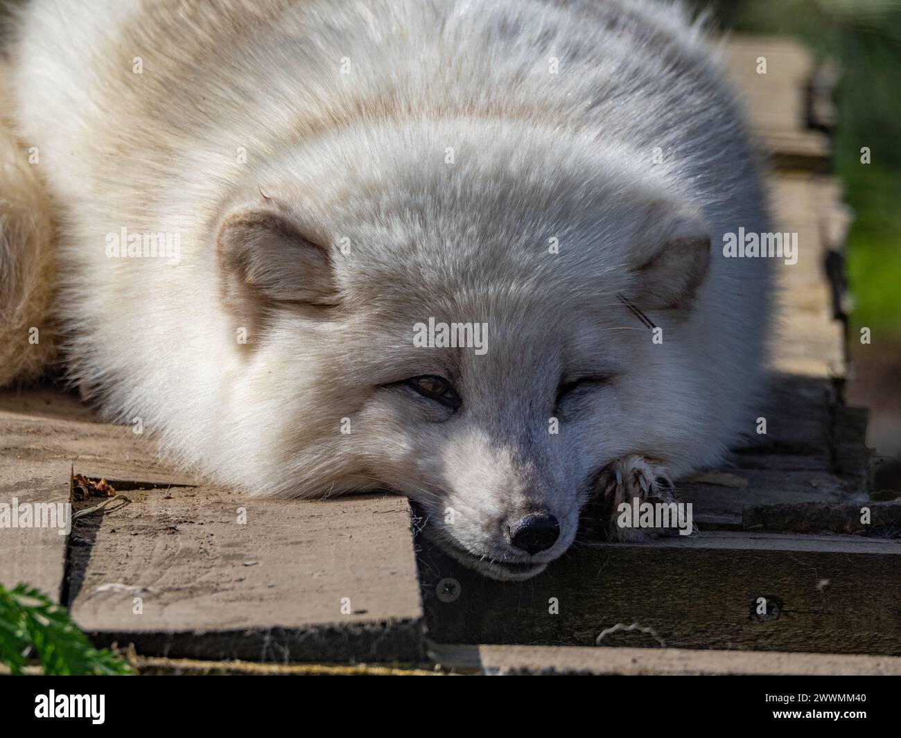 Cute white fox muzzle close-up, in the winter fur. Sleeping Arctic Fox ...