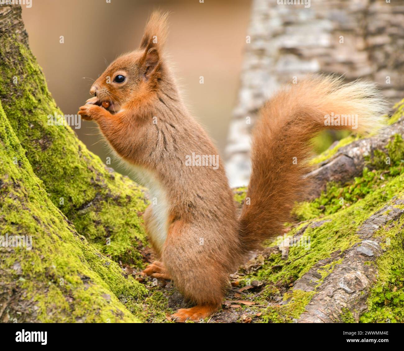 Endangered british wildlife hi-res stock photography and images - Alamy