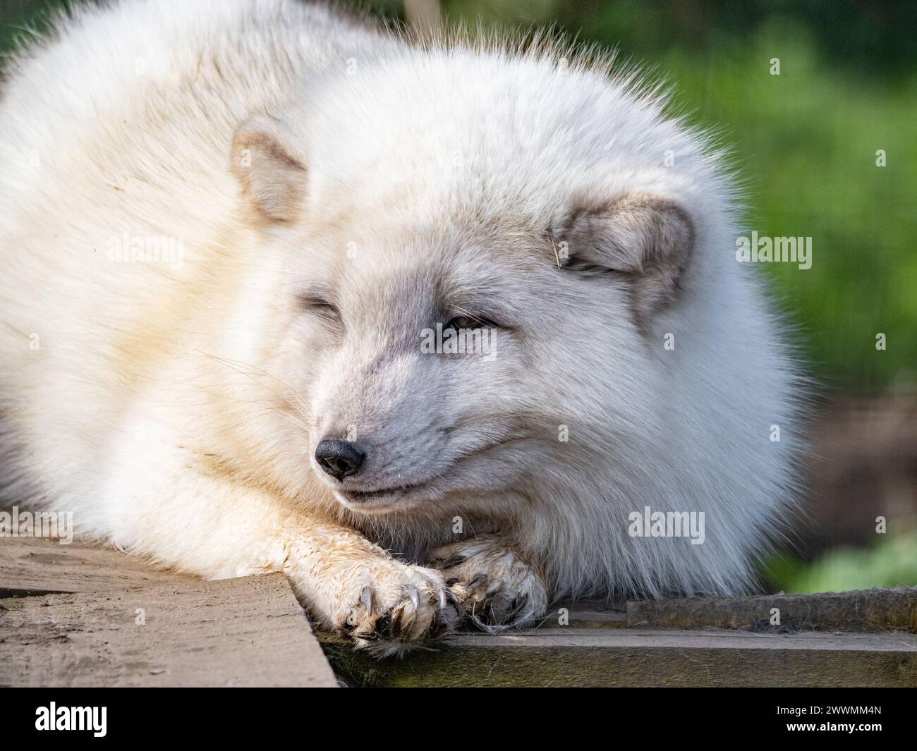 Cute white fox muzzle close-up, in the winter fur. Sleeping Arctic Fox ...