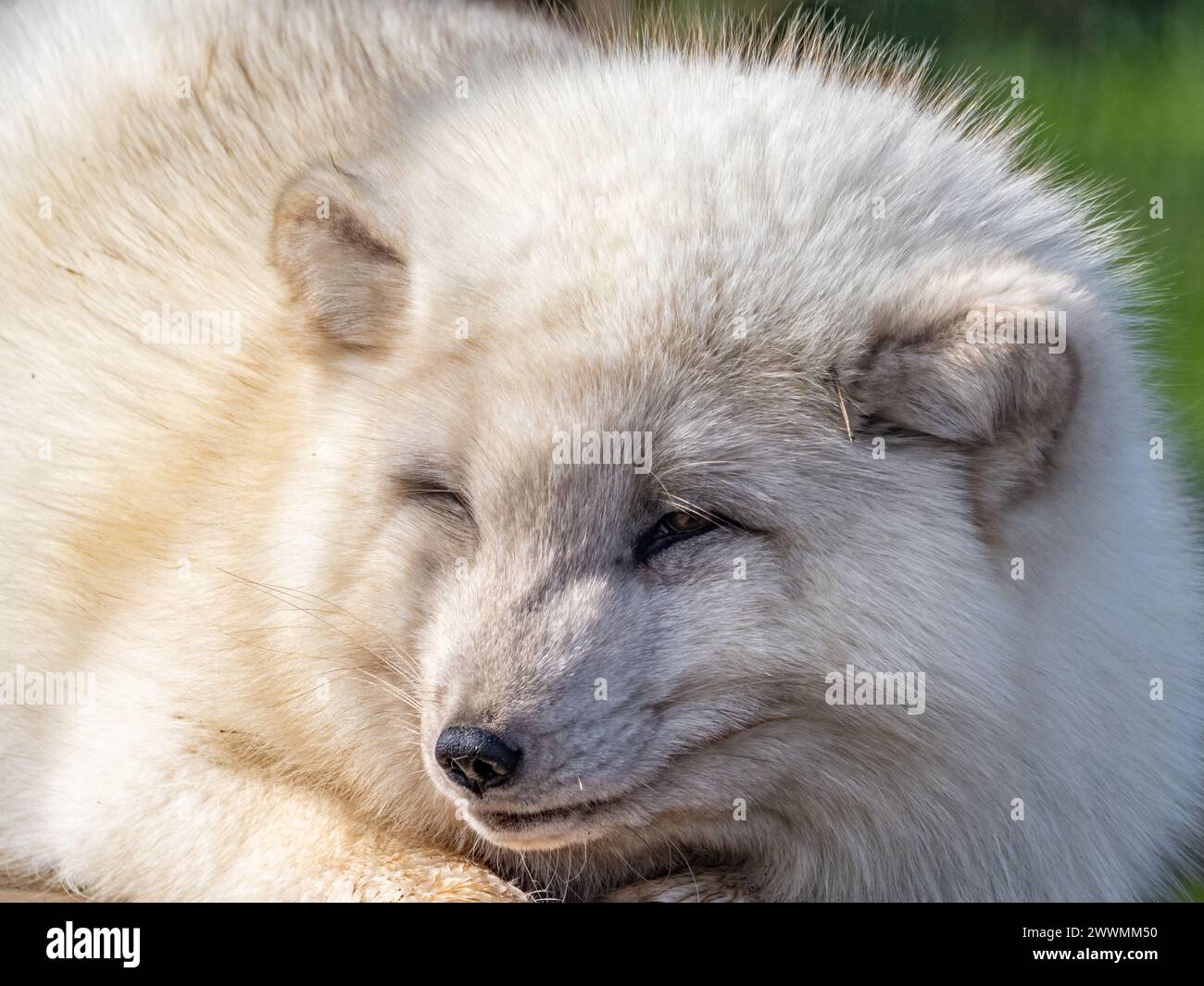 Cute white fox muzzle close-up, in the winter fur. Sleeping Arctic Fox ...