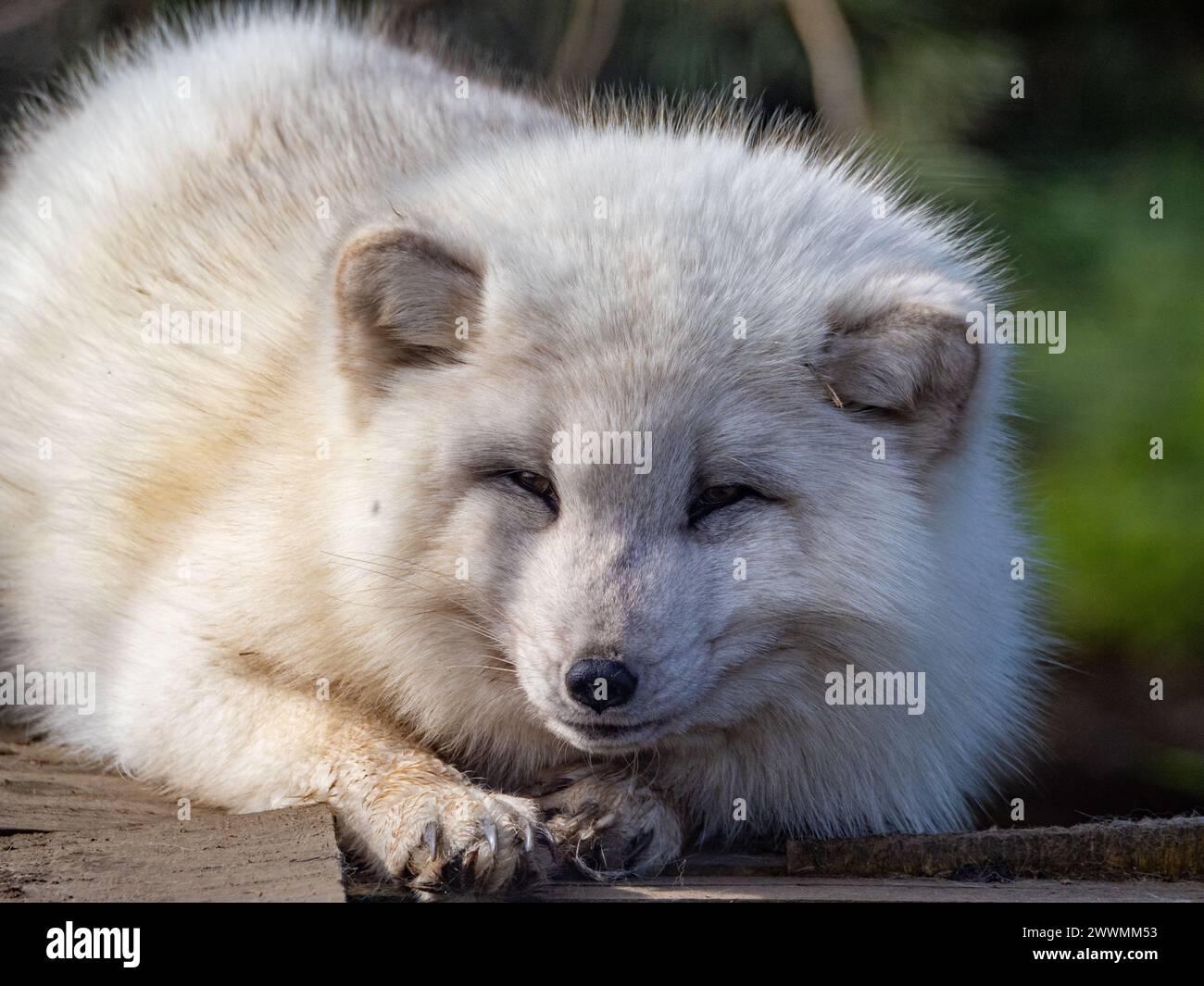Cute white fox muzzle close-up, in the winter fur. Sleeping Arctic Fox ...