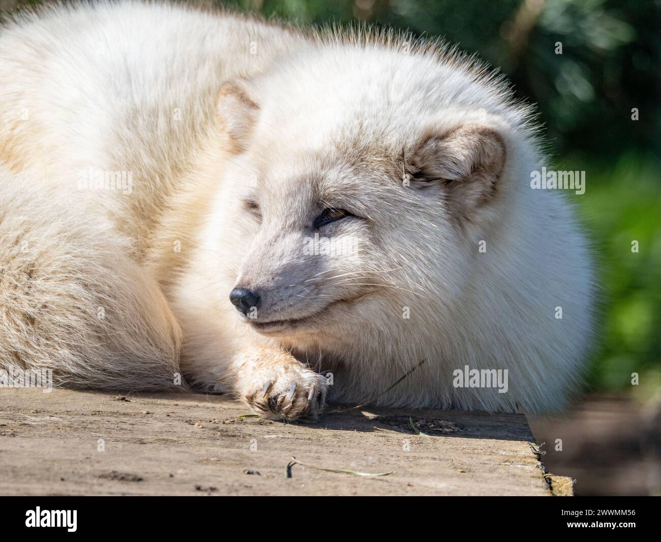 Cute white fox muzzle close-up, in the winter fur. Sleeping Arctic Fox ...