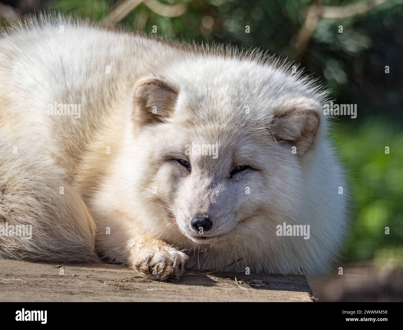Cute white fox muzzle close-up, in the winter fur. Sleeping Arctic Fox ...