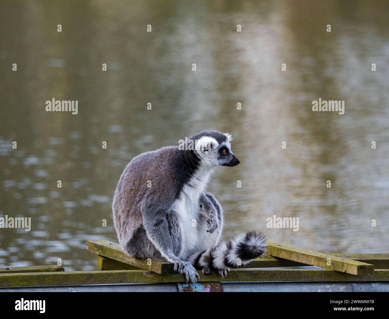 Famous Madagascar Maki lemur, Ring tailed lemur. Wildlife photography ...