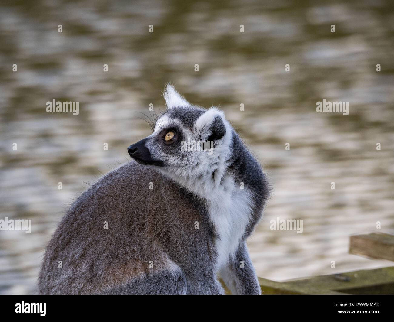 Lemur wildlife photography hi-res stock photography and images - Alamy