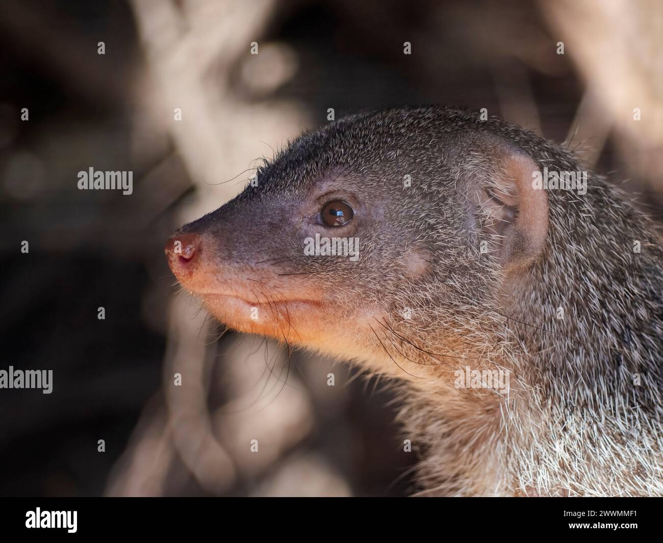 Mongoose colony hi-res stock photography and images - Alamy
