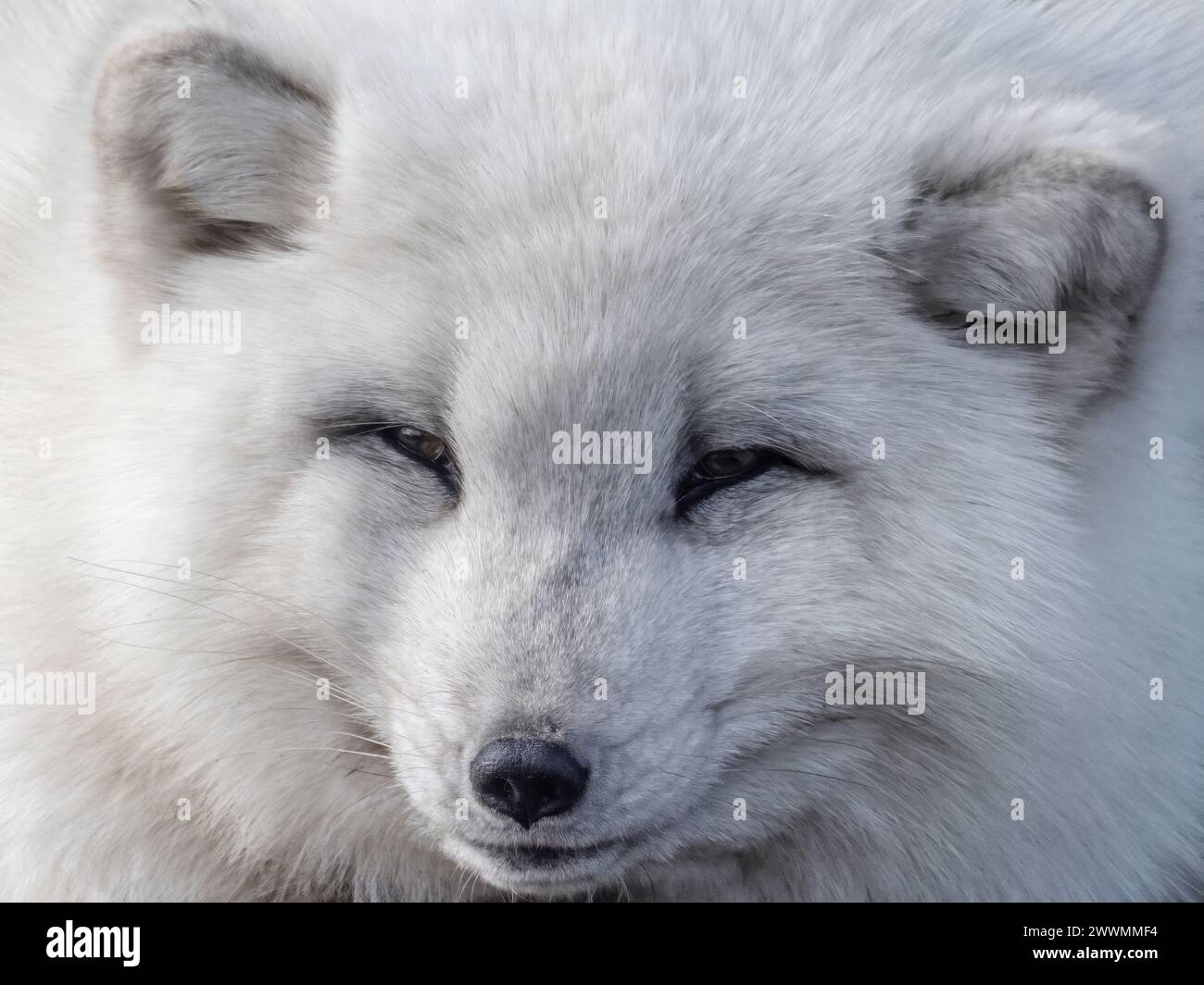 Cute white fox muzzle close-up, in the winter fur. Sleeping Arctic Fox ...