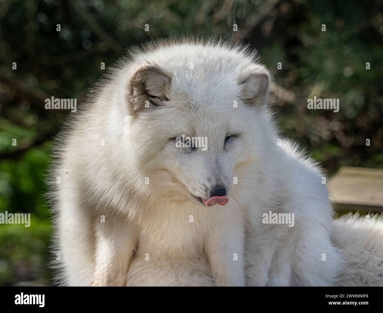 Cute white fox muzzle close-up, in the winter fur. Sleeping Arctic Fox ...
