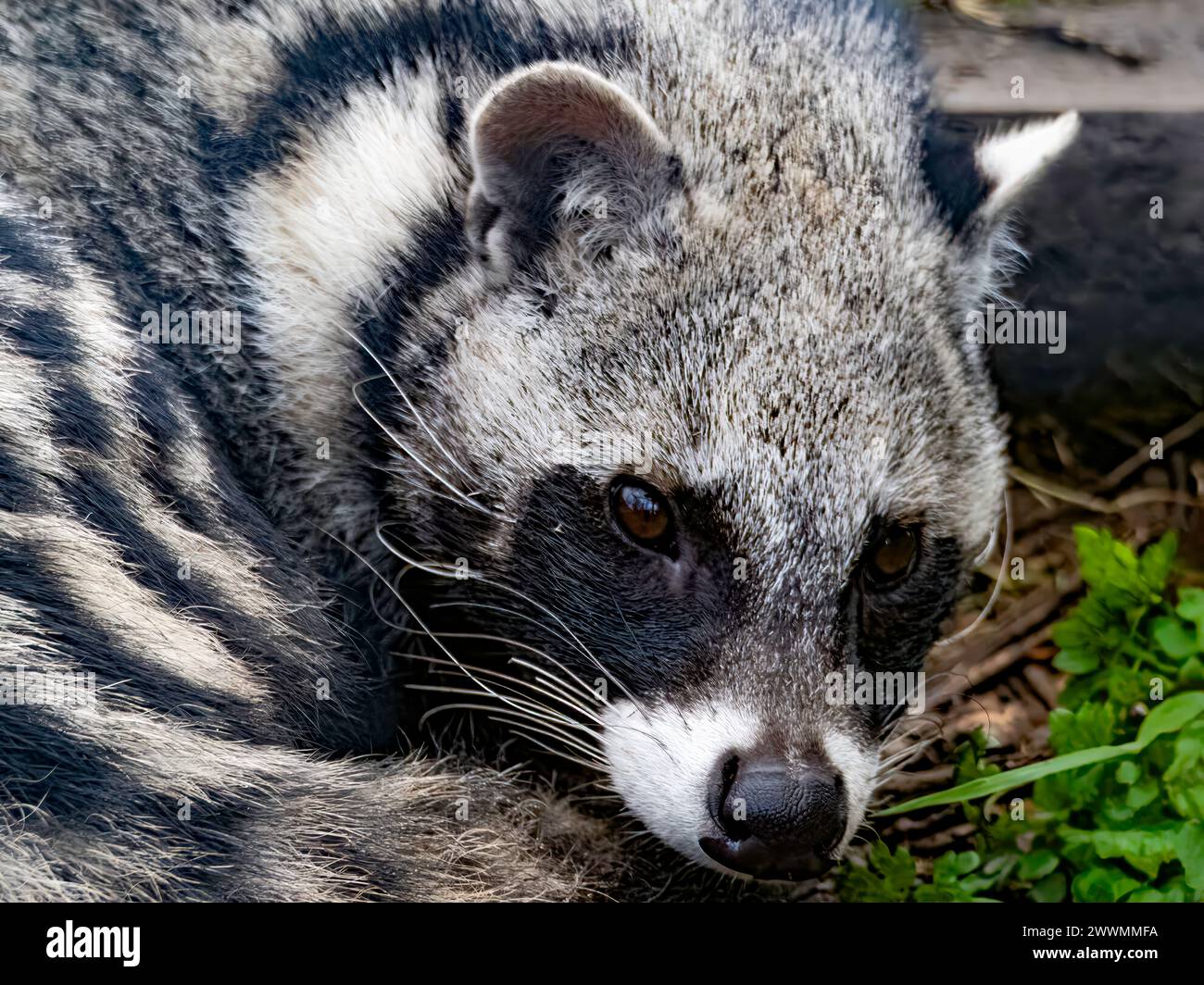 African civet hi-res stock photography and images - Alamy