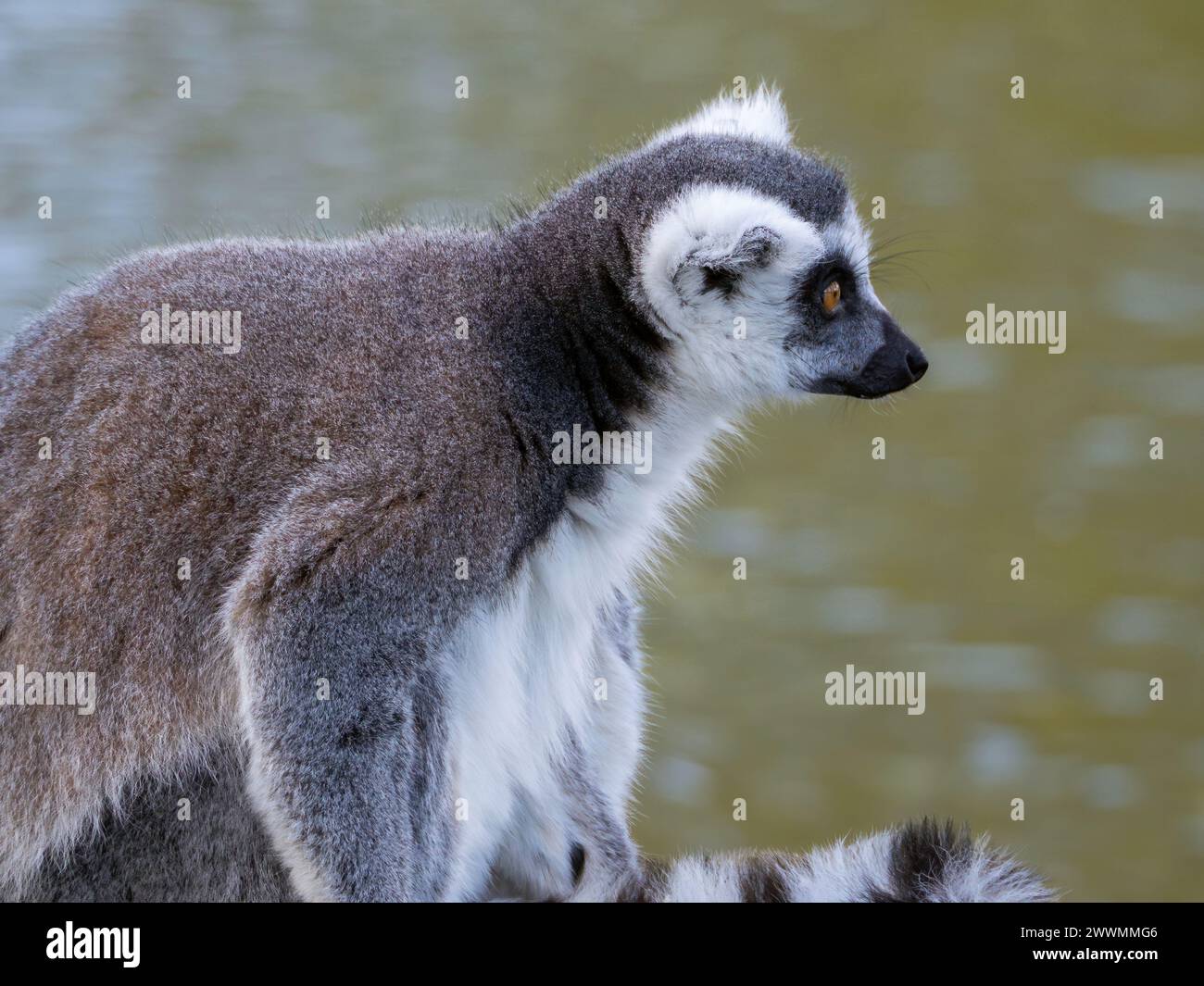 Famous Madagascar Maki lemur, Ring tailed lemur. Wildlife photography ...