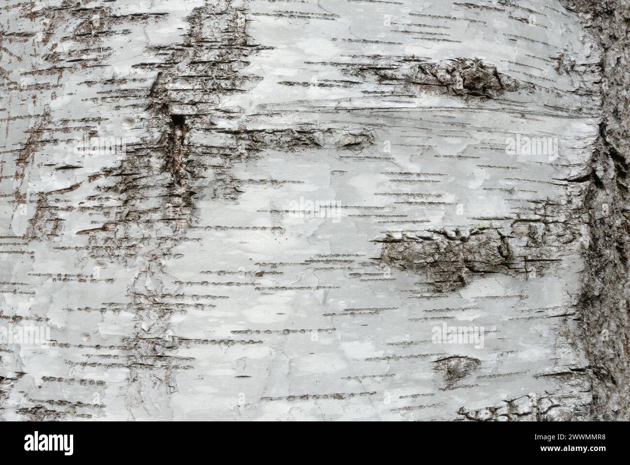 White birch bark, Betula pendula texture, natural abstract background. Old tree trunk, close up ...