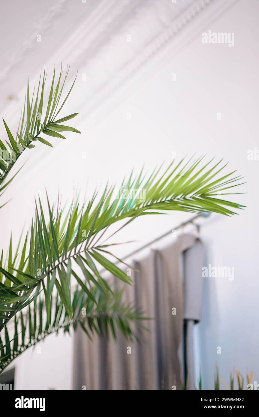 Minimal product placement background with palm shadow on plaster wall ...