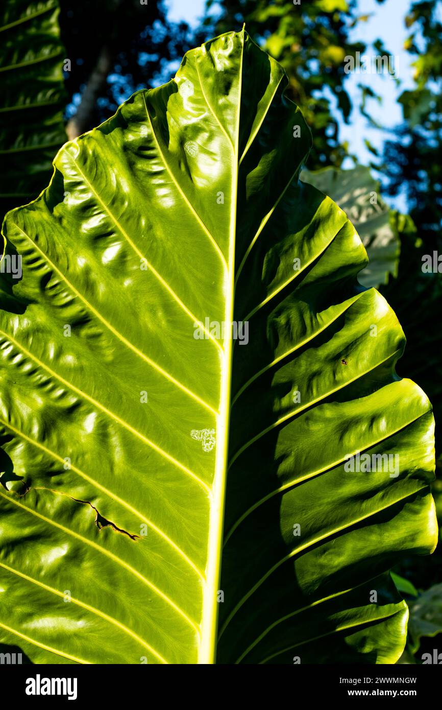 Giant Taro leaves and Borneo Giant it is an imposing plant. Alocasia ...