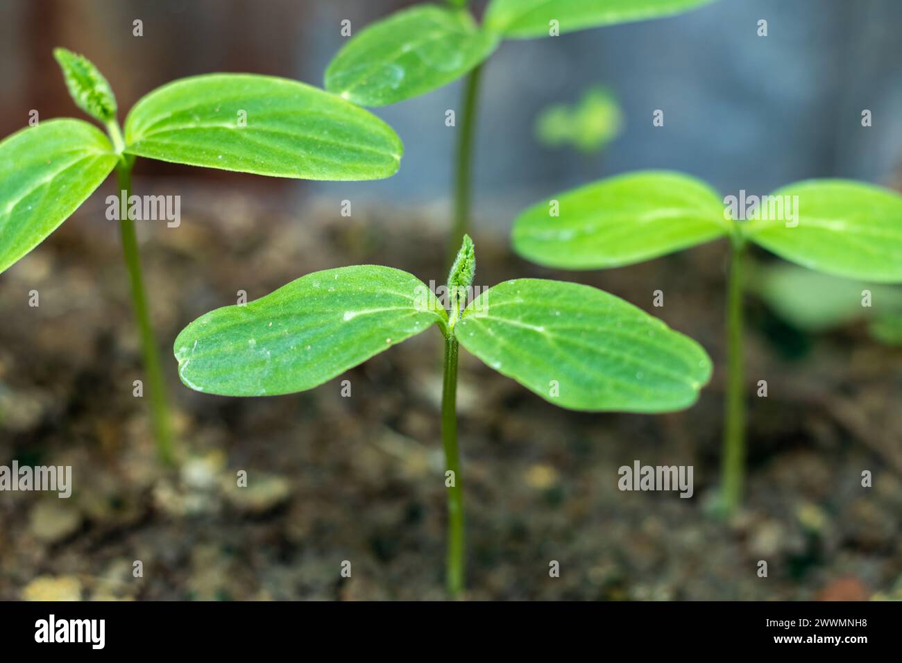 Watermelons are popular summer melons to grow in a home garden or large ...