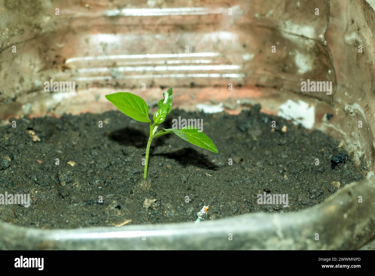 Chili Pepper, Capsicum frutescens, plant in plastic pods. Chili peppers ...