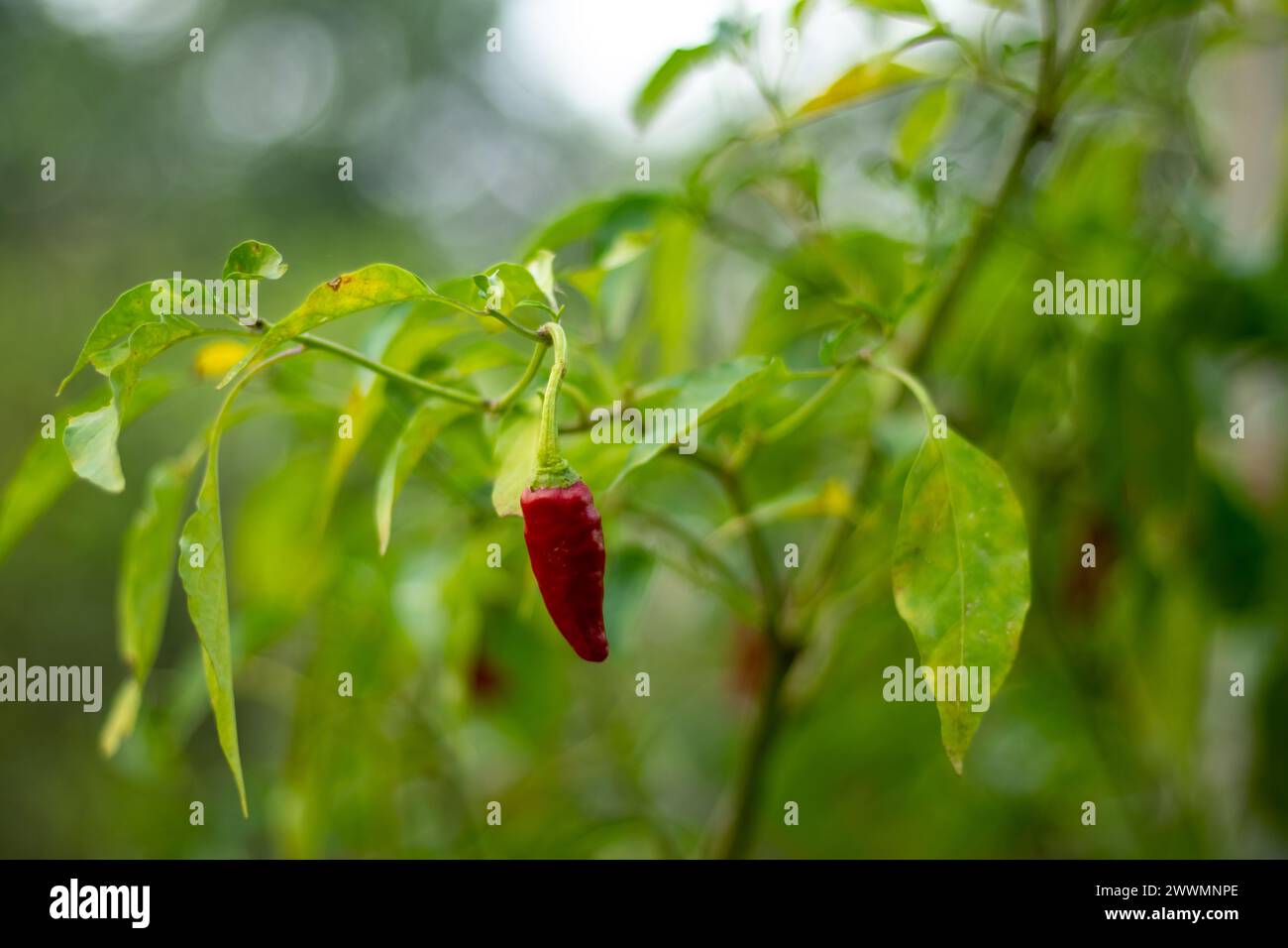 Chilli type hi-res stock photography and images - Alamy