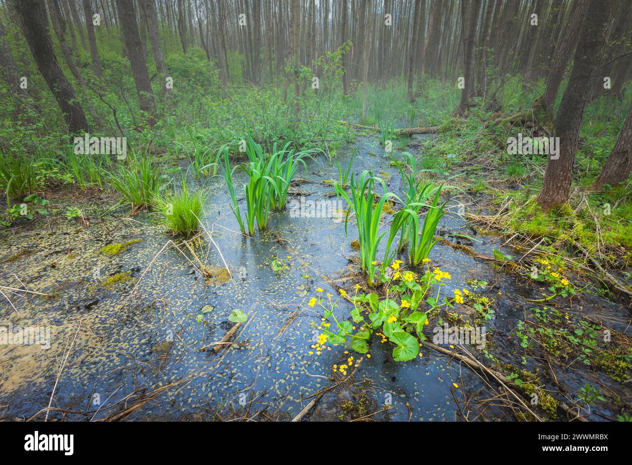 Swamp forest hi-res stock photography and images - Alamy