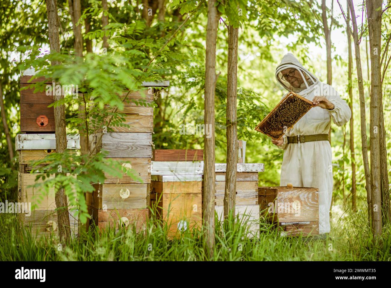 Beekeeper is examining his beehives in forest. Beekeeping professional ...