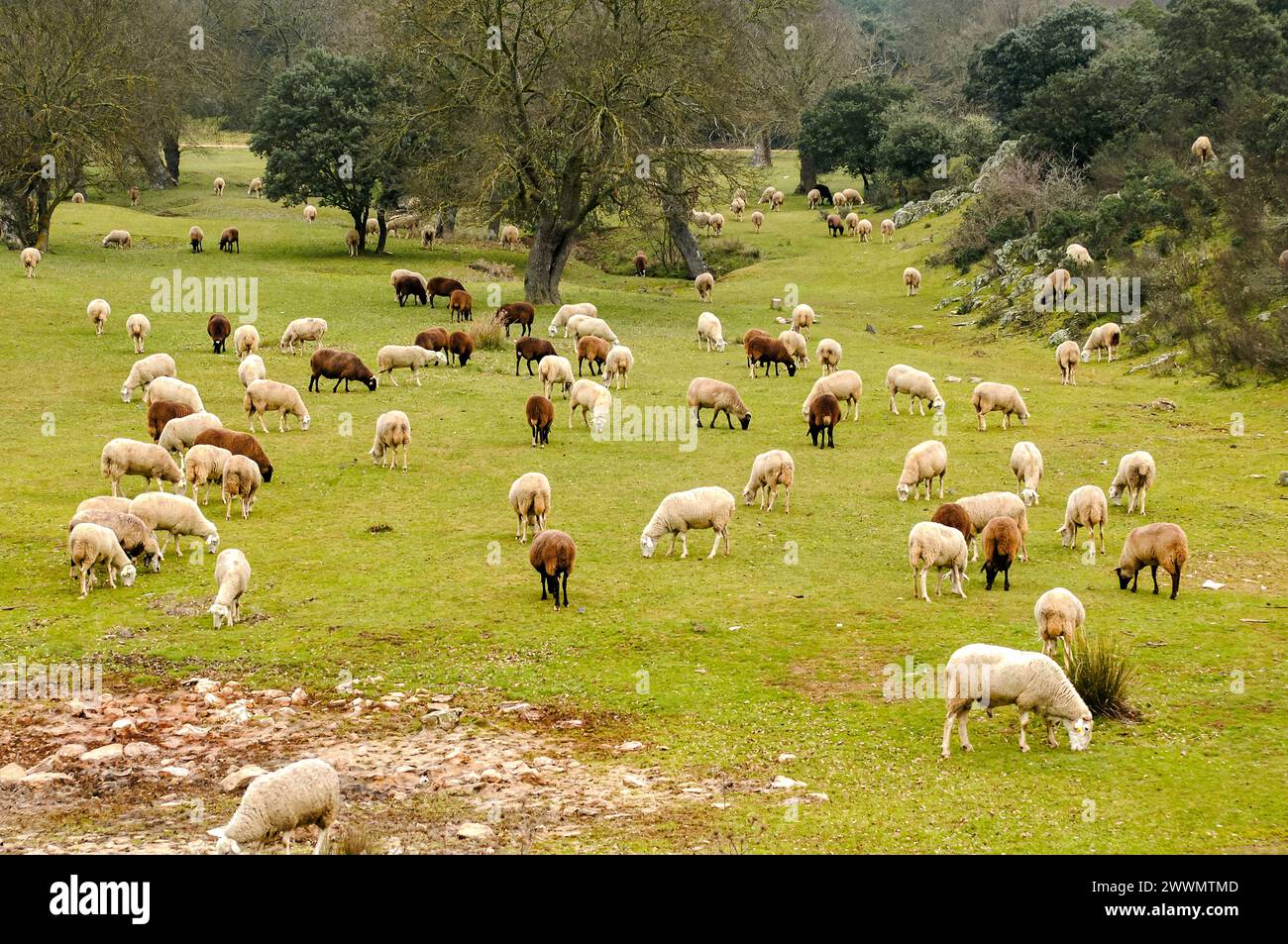 Landscape with trees and sheep hi-res stock photography and images - Alamy