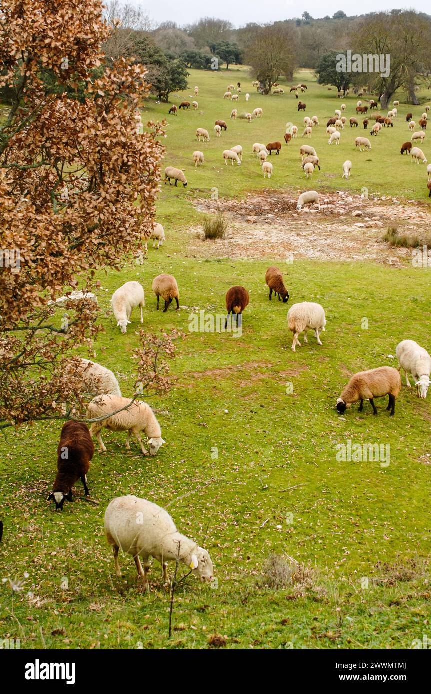 Field grazing sheep hi-res stock photography and images - Alamy