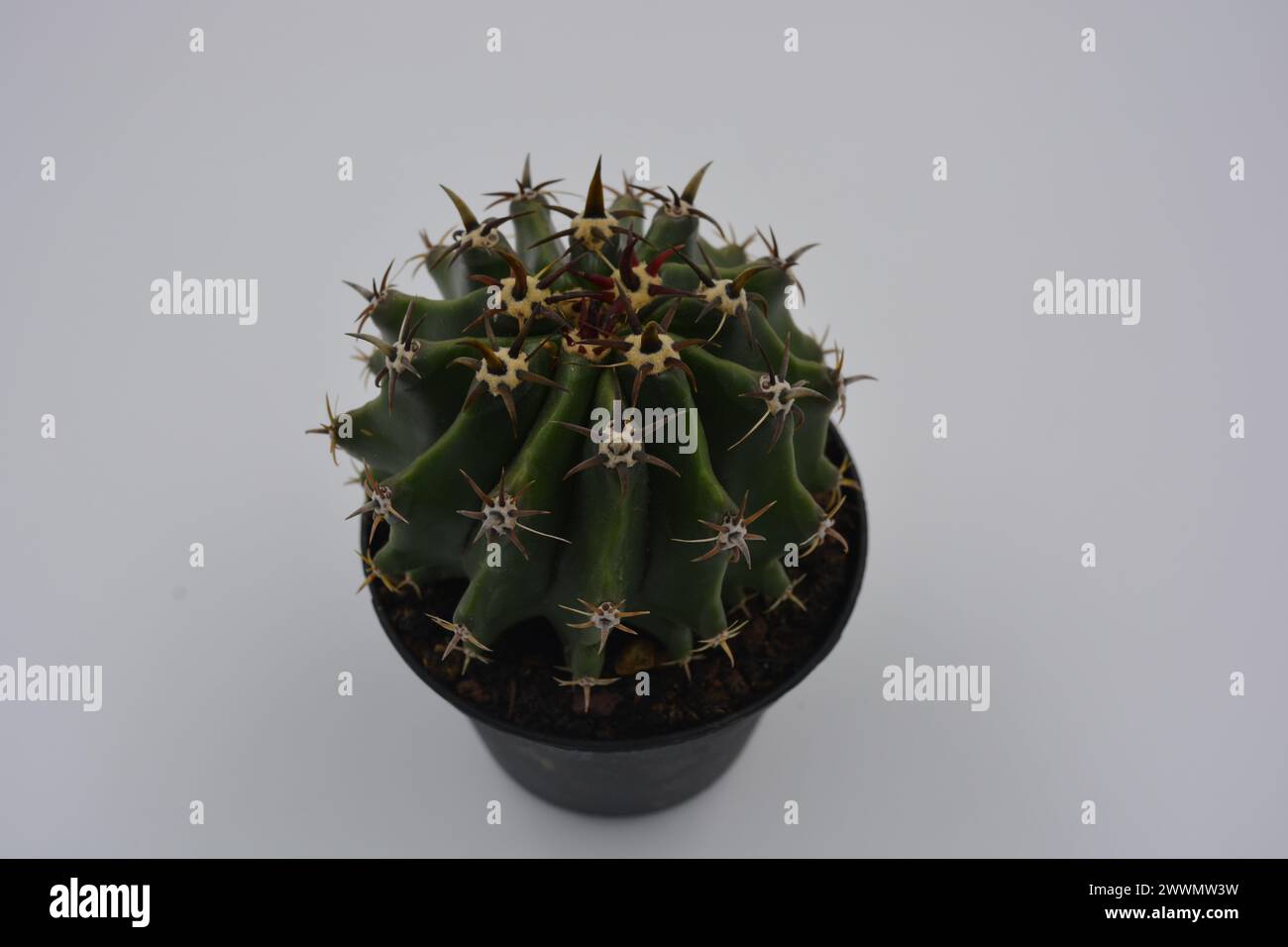 Houseplants, a large and wide green cactus with long spines. An ...