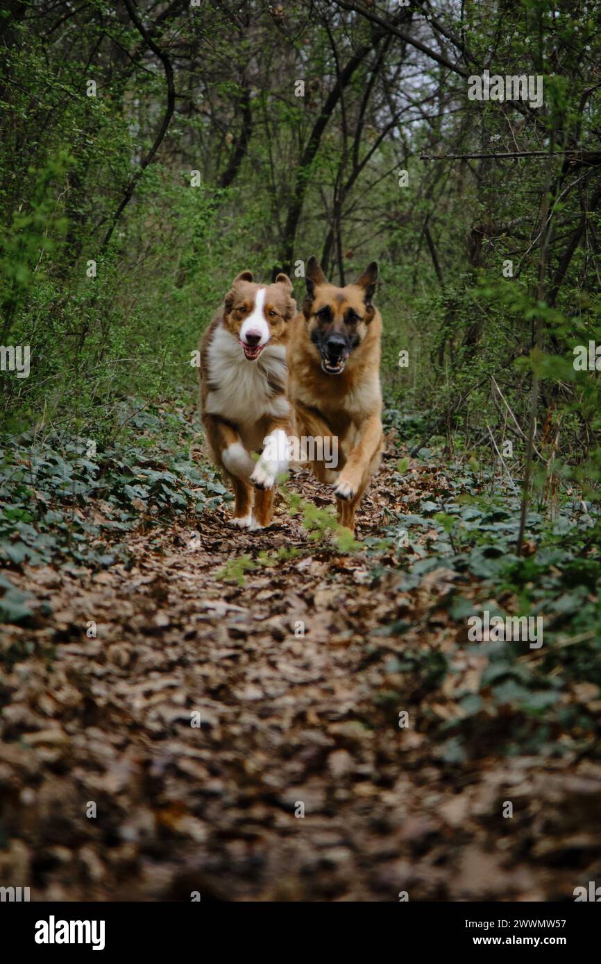 Atmospheric energetic photo of a pets in motion in nature. Two ...