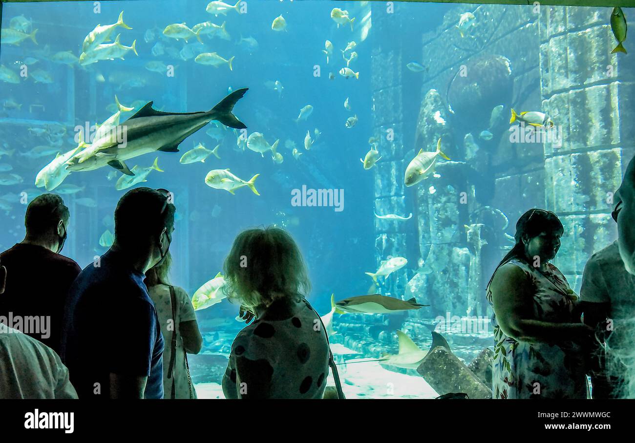 Dubai, the Lost City of Atlantis, 21 unique marine exhibits and 65,000 ...