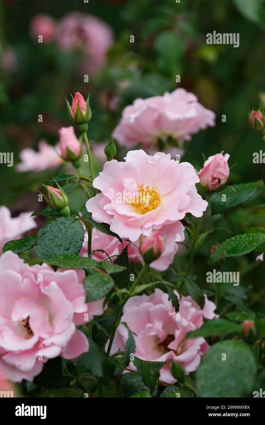Pale pink shrub rose in flower Stock Photo - Alamy
