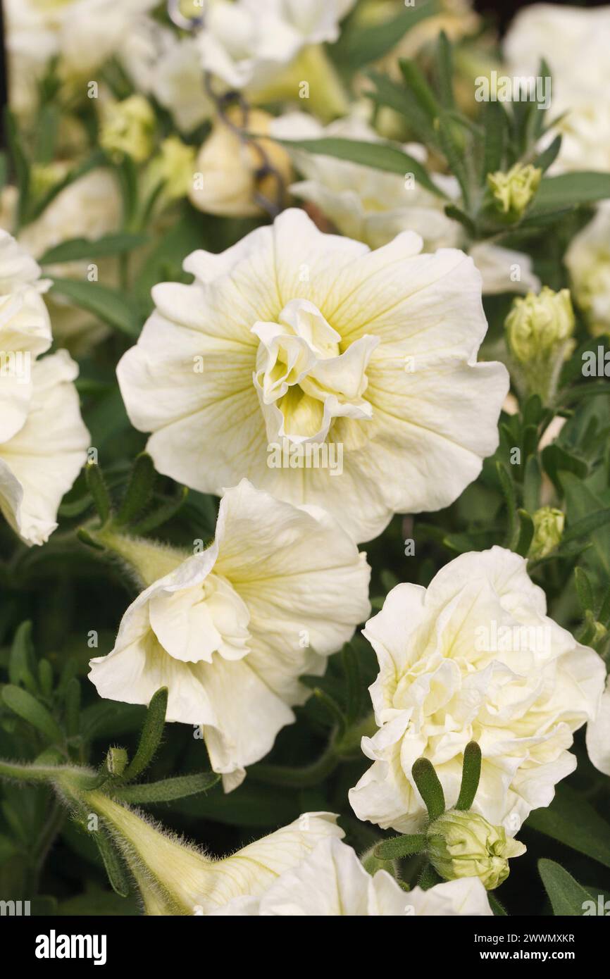 Petunia Thumbelina 'Susanna' flowers Stock Photo - Alamy